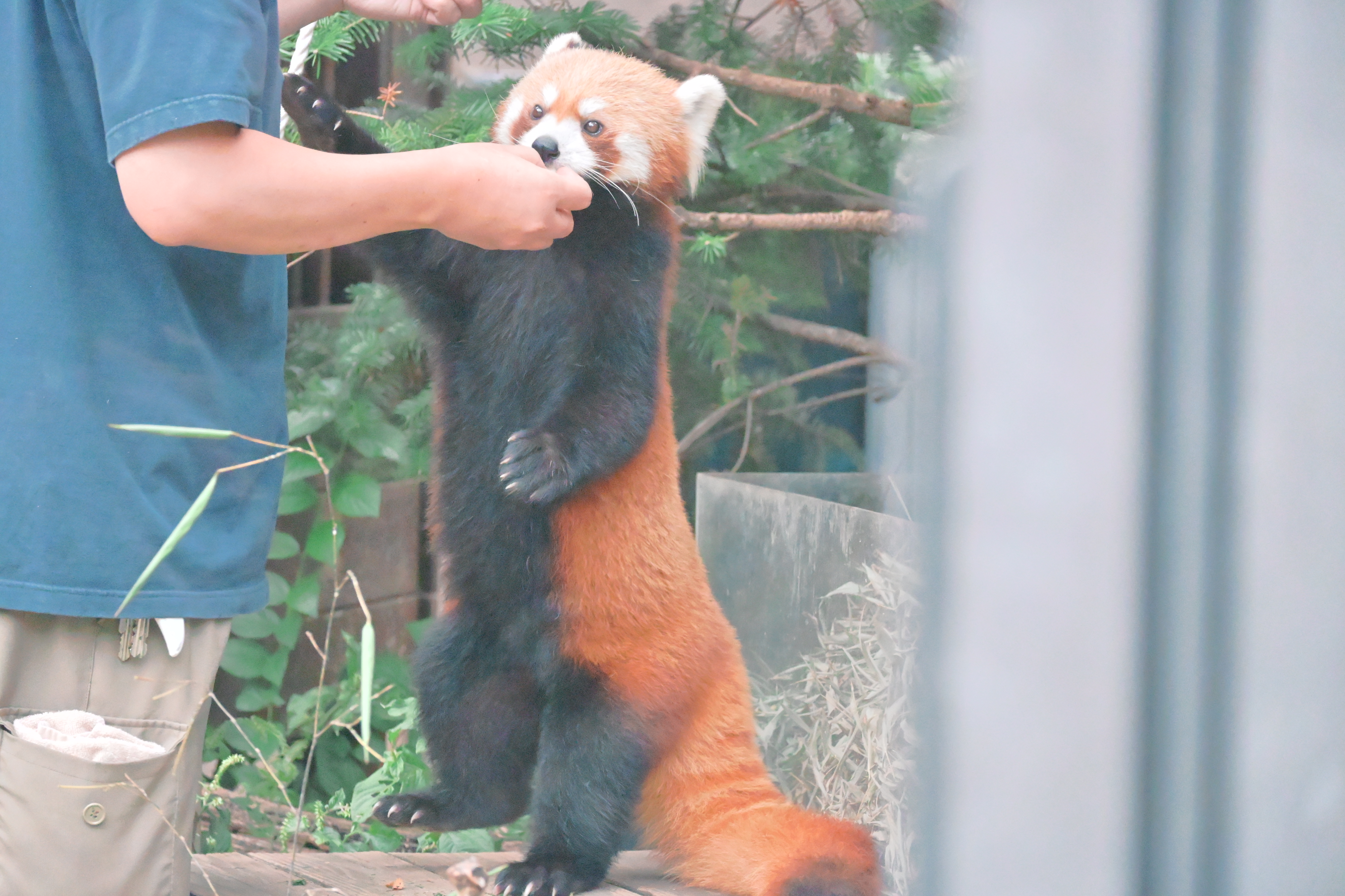 Masahiro Hoshino | 星野真宏